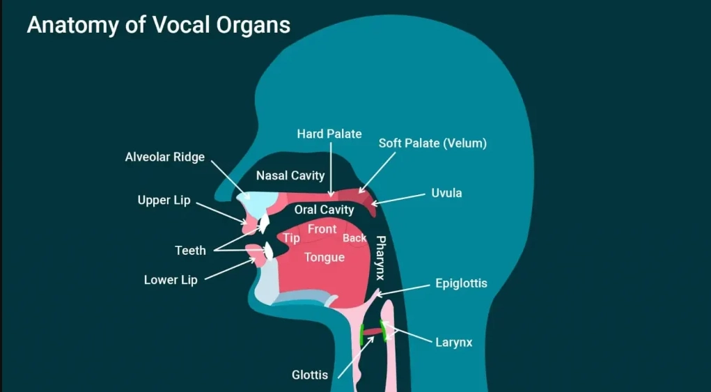 Alveolar Ridge: Its Role in Oral Health and Function | LEMA